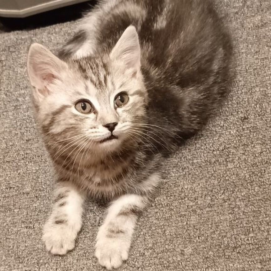 Шотландский прямоухий короткошёрстный котёнок