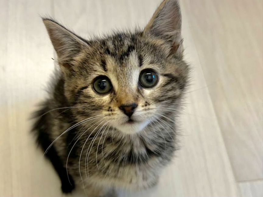 Котенок