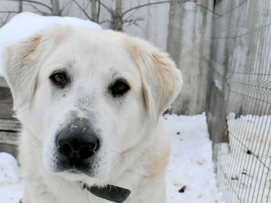 Собака девочка