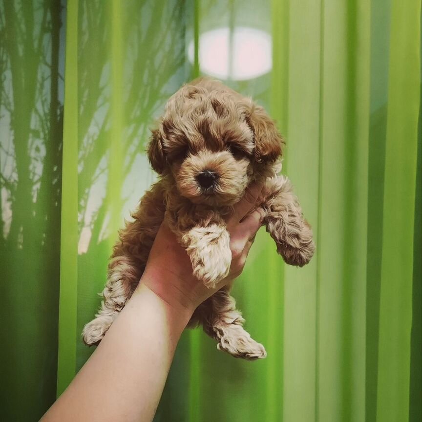 Мальтипу f1 мини