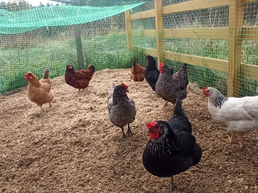 Отдам кур на передержку 9 штук