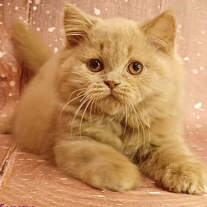 Британский длинношёрстный котёнок