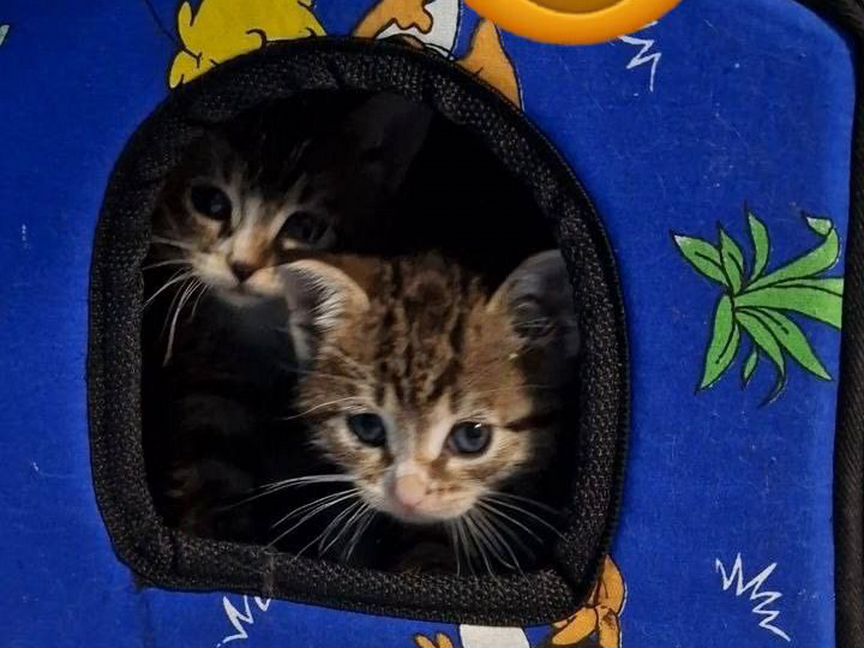 Очаровательные котята мальчики ищут дом
