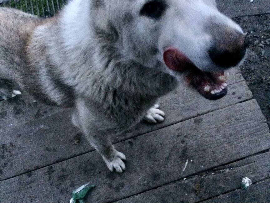 Отдам собаку