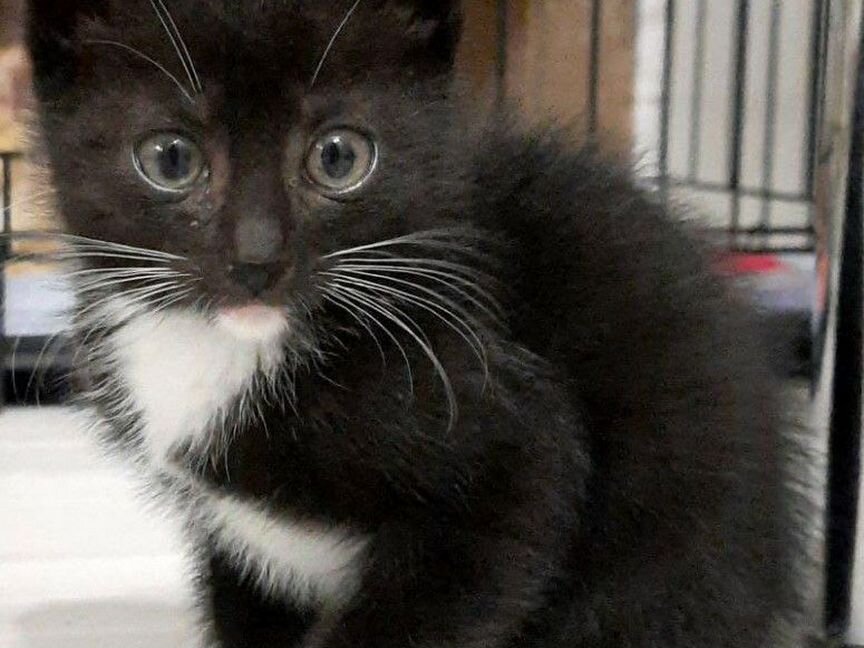 Котенок кроха ищет дом. Спасена из садоводсва