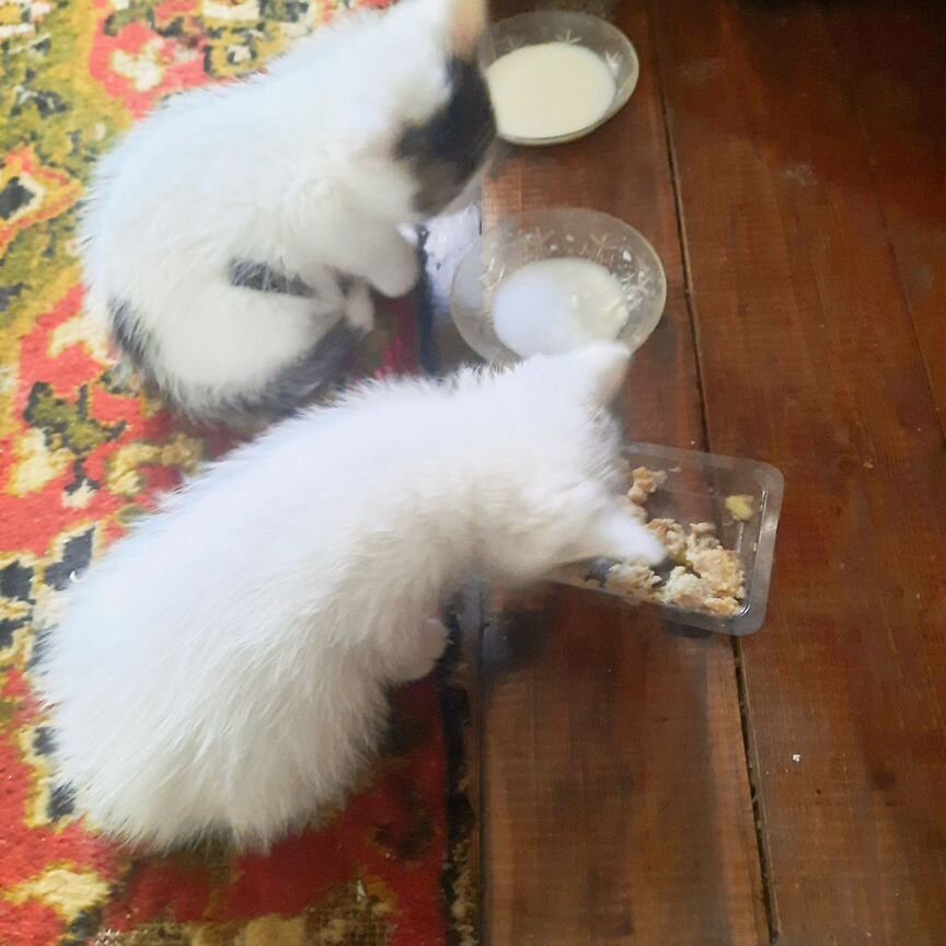 Котейки