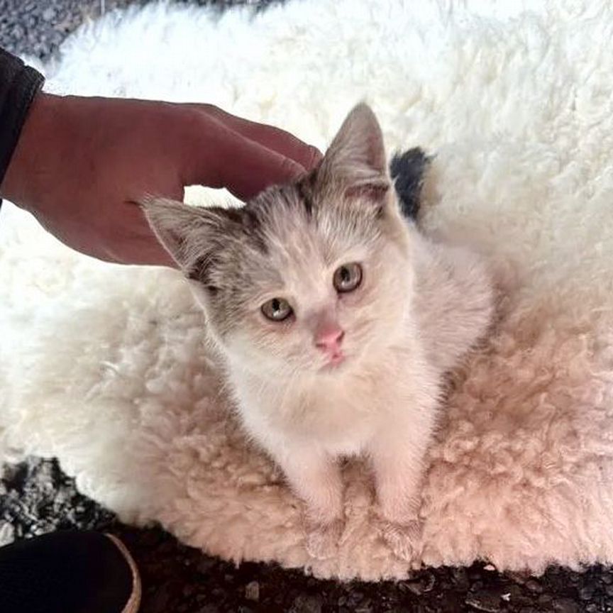 Котенок