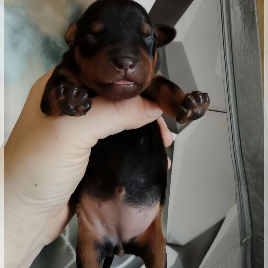 Цвергпинчер, щенок