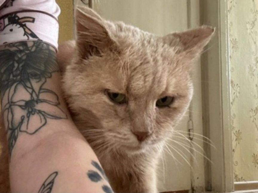 Кот