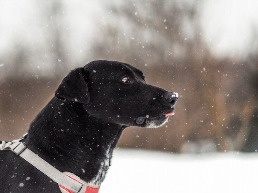 Лексус в дар. Собака в добрые руки