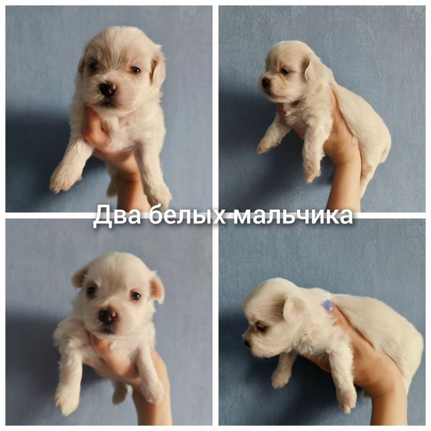 Мальши