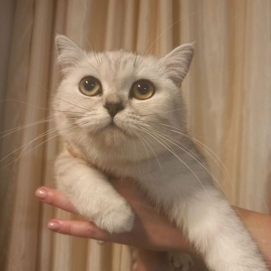 Вязка британской кошки