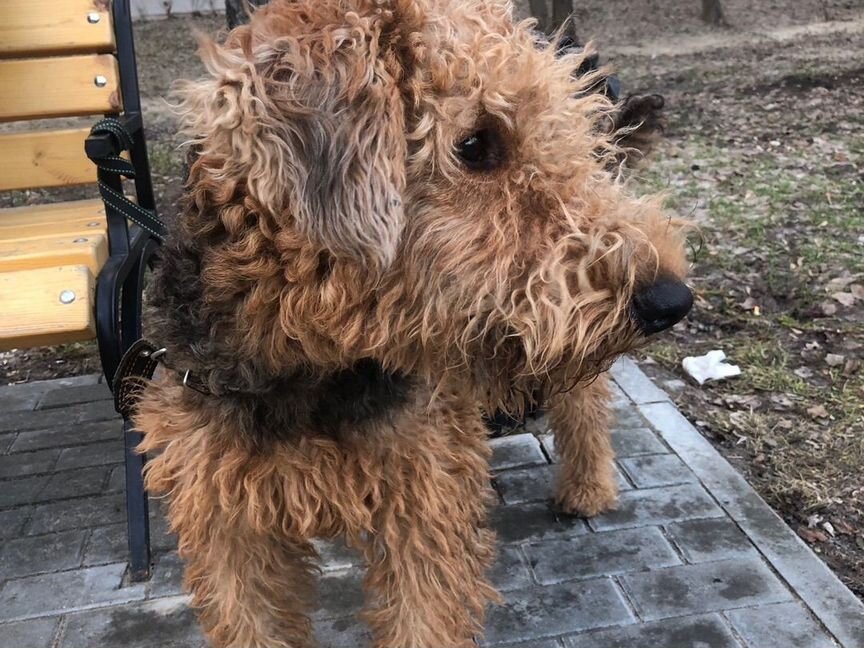 Собака эрдельтерьер в добрые руки