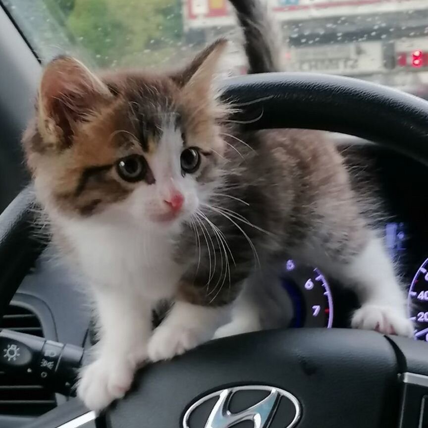 Котенок