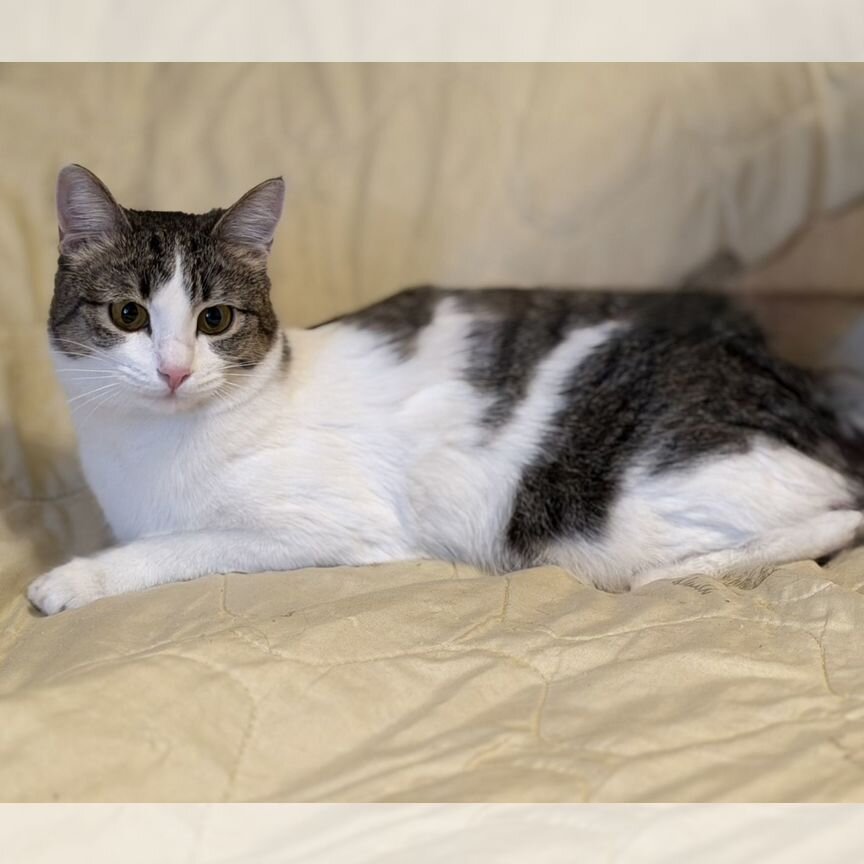 Взрослая кошка из приюта