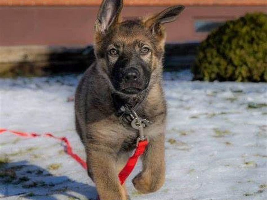 Щенки немецкой овчарки-охрана и Друг