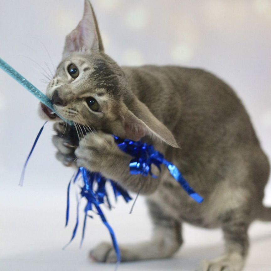 Мальчик, в окрасе голубой тикированный