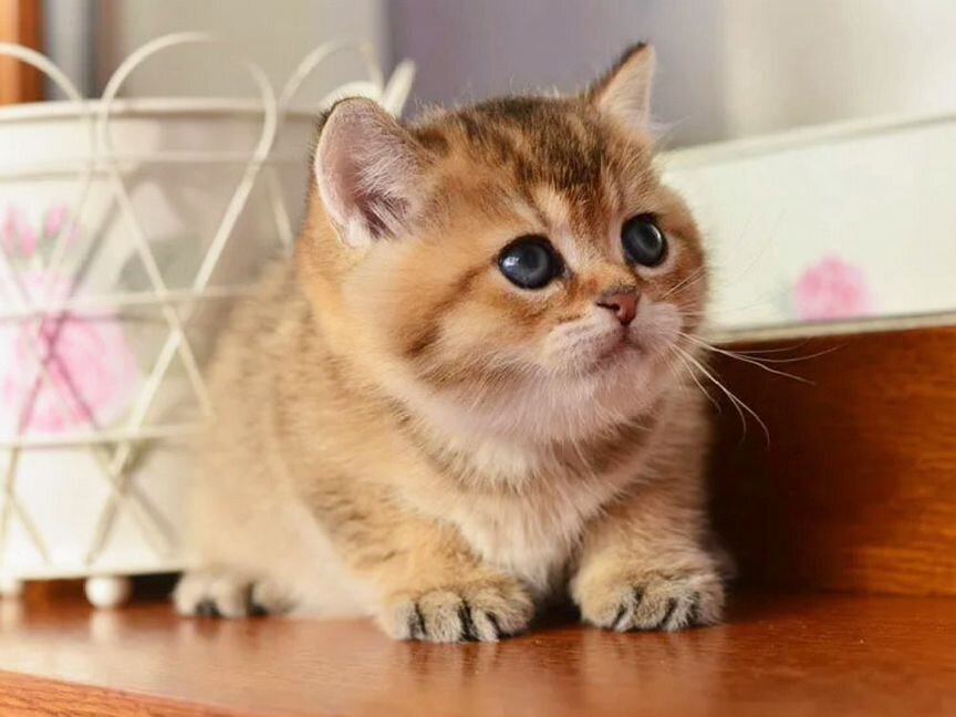 Шотландские золотые карапузы