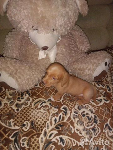 Два сыночка и лапочка дочка