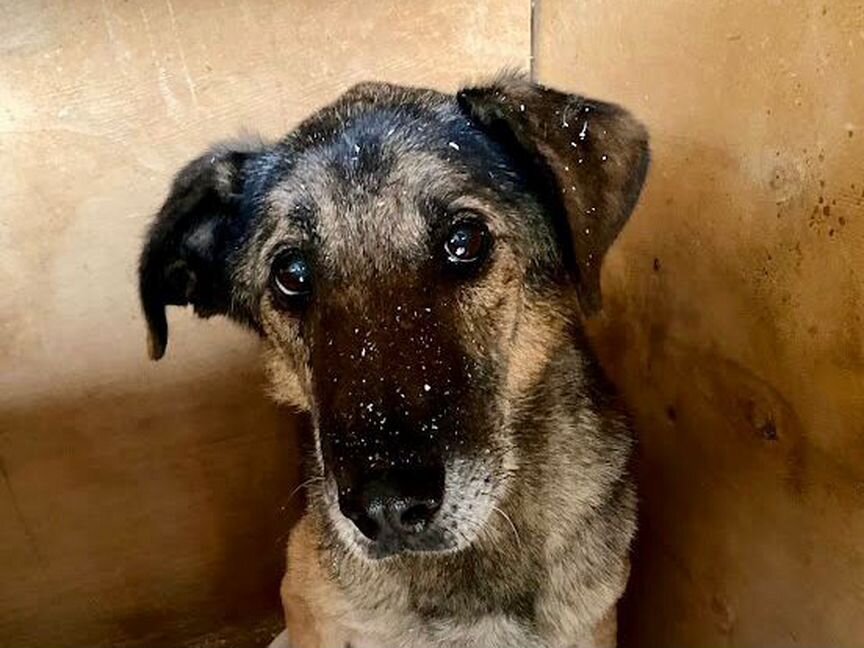 Собака в добрые руки отдам бесплатно