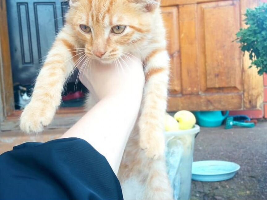 Котик