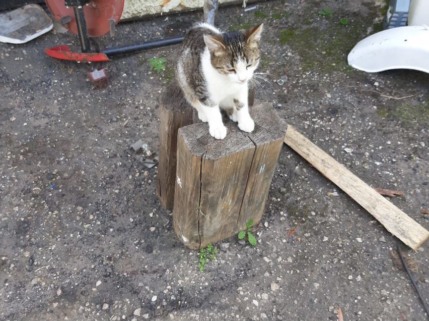 Котята крысылов