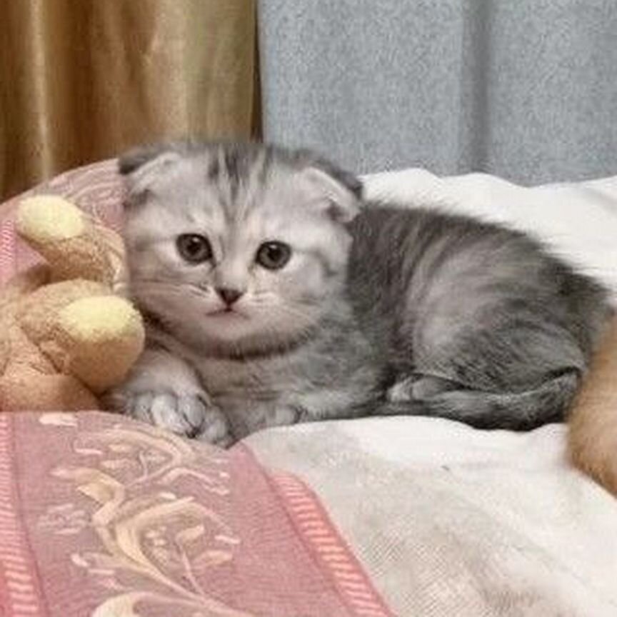 Шотландский вислоухий длинношёрстный котёнок