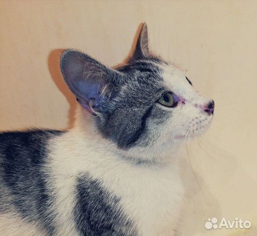 Котенок ласковый