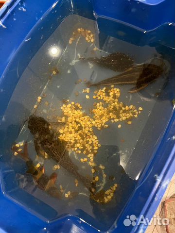 Сомы и боция клоун