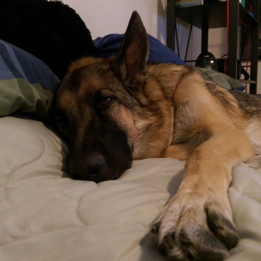 Немецкая овчарка, взрослая собака