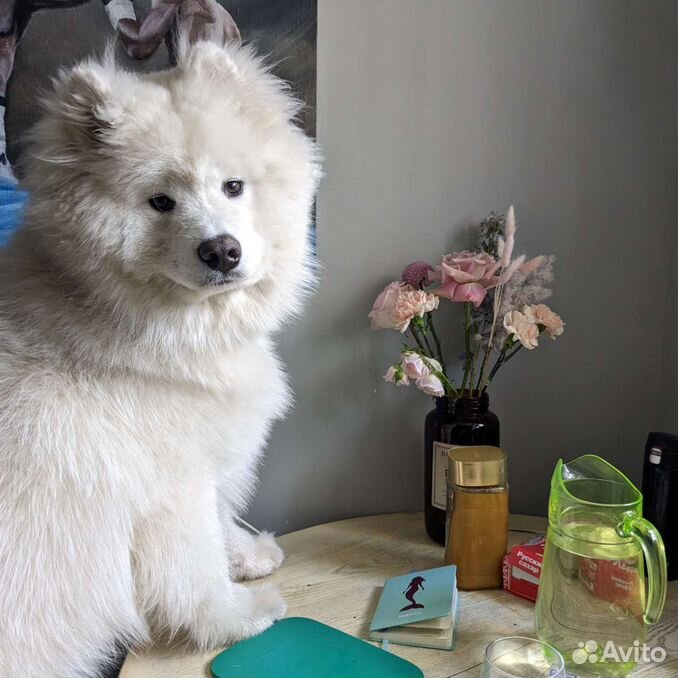 Прогулка с собакой