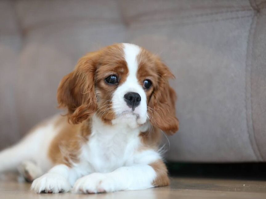 Кавалер Кинг чарльзспаниель