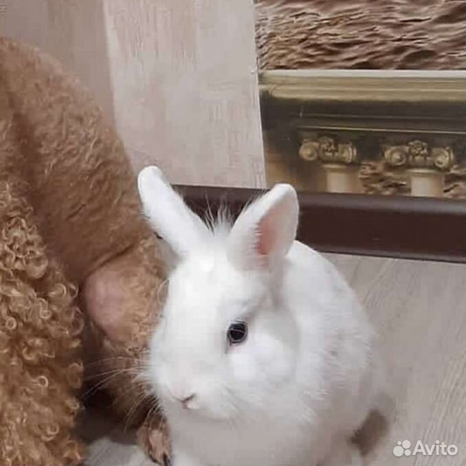 Вязка декоративный кролик