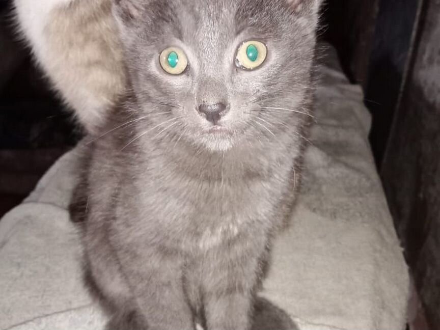 Котик и кошечка. Папа сибирский голубой