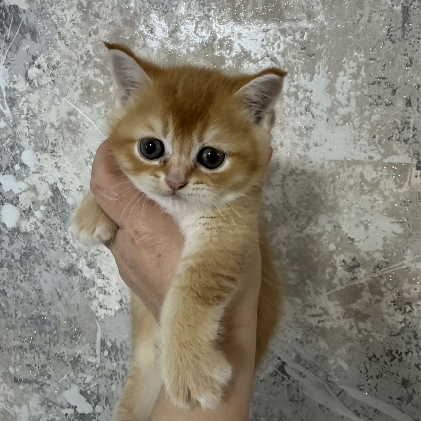 Шотландский прямоухий короткошёрстный котёнок