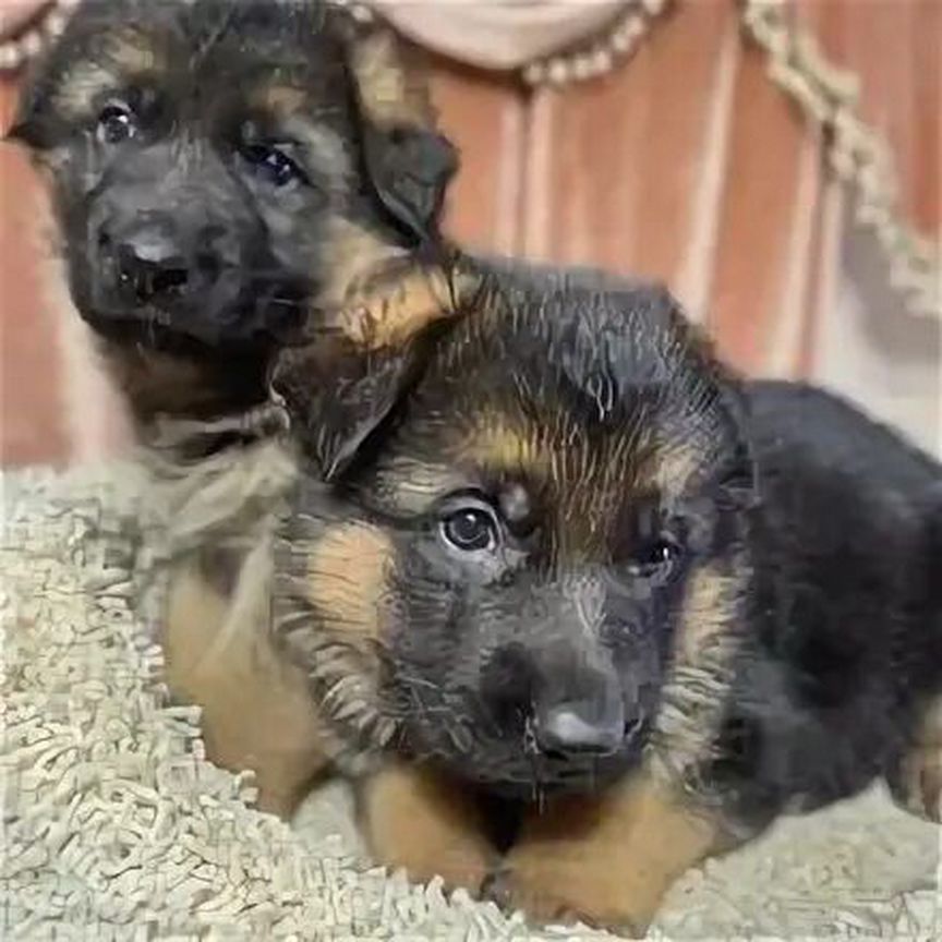 Щенки немецкой овчарки