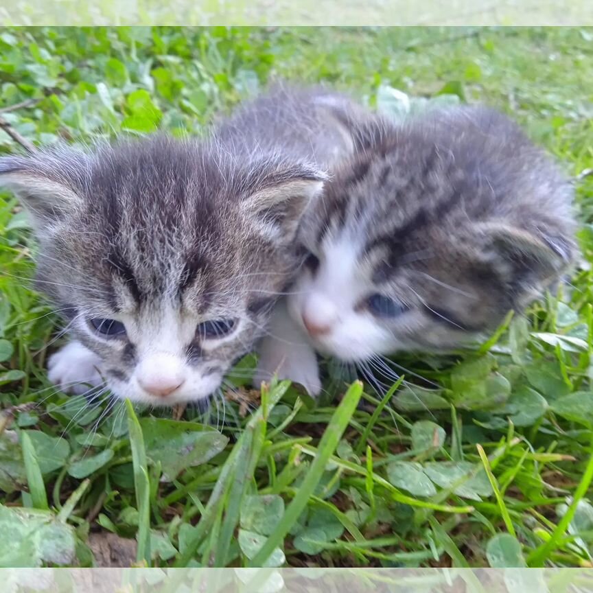 Европейский короткошёрстный котёнок