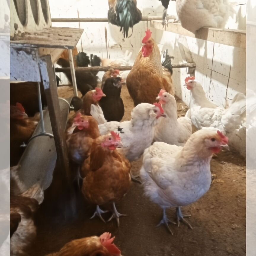 Домашние молодые петухи и куры несушки