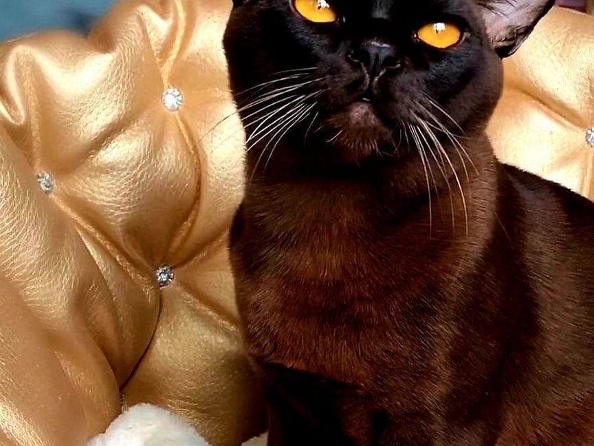 Бурманские котята, котики