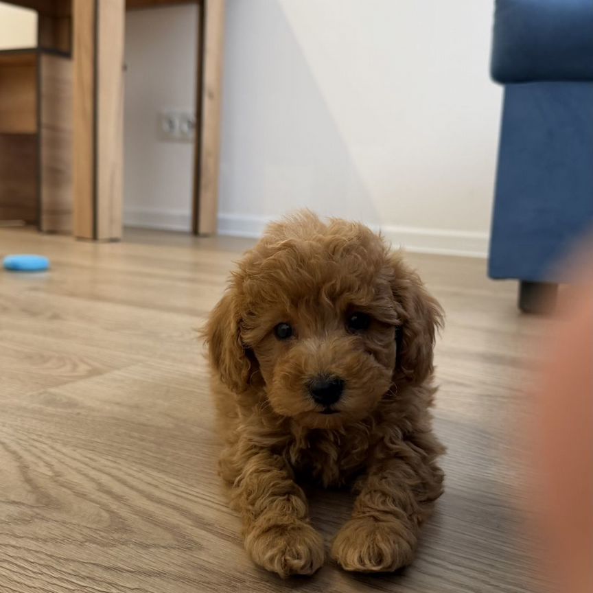 Той-пудель, щенок