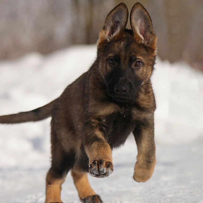 Немецкая овчарка, щенок