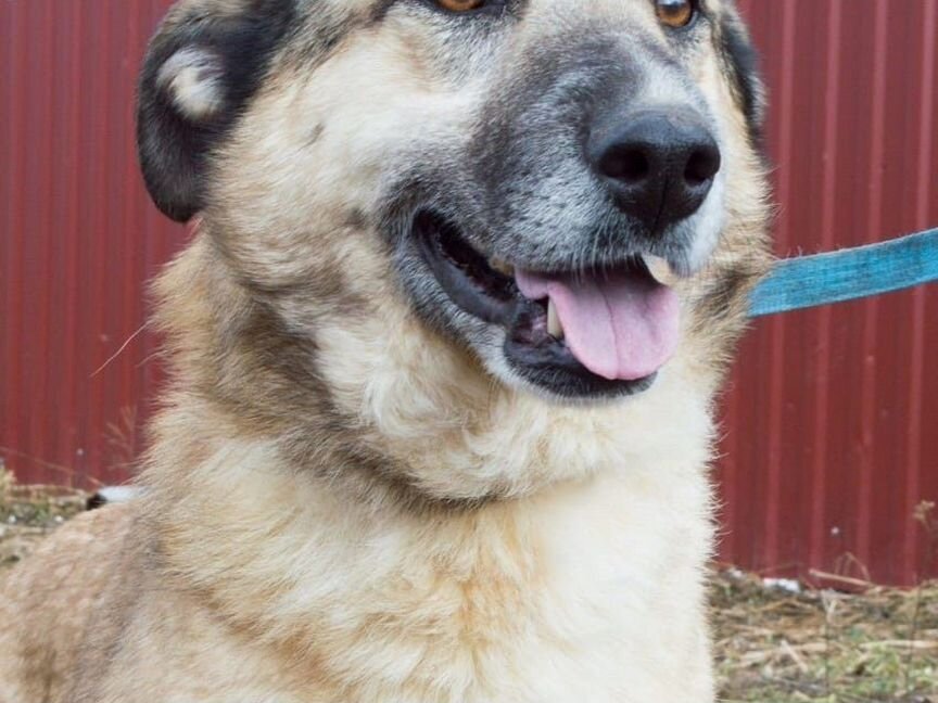 Шанель в добрые руки