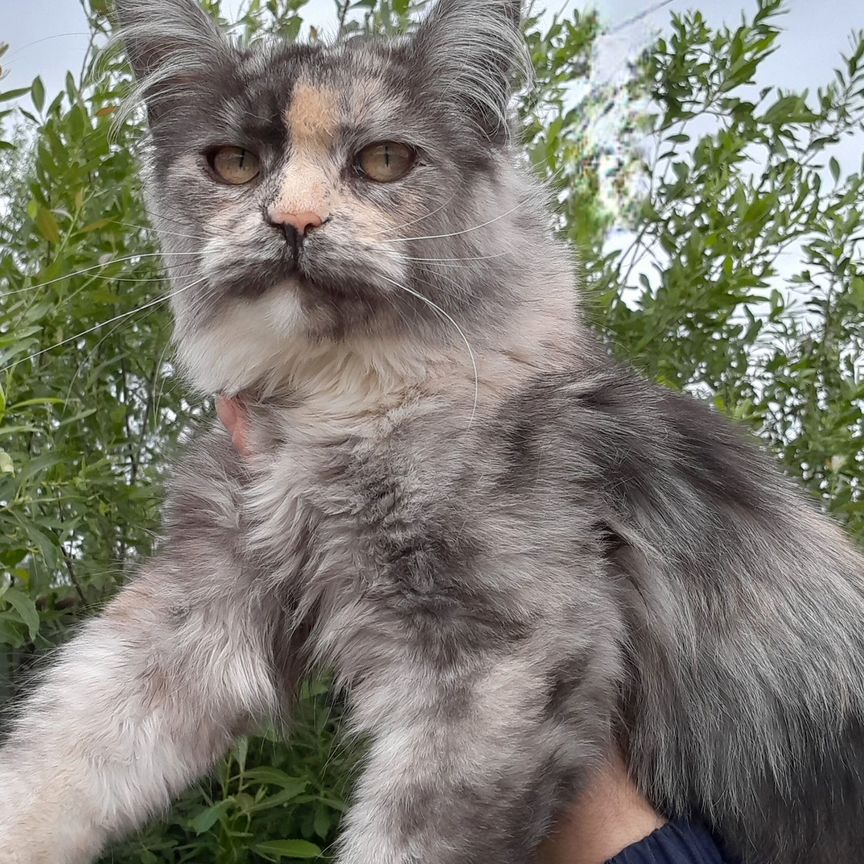 Мейн-кун