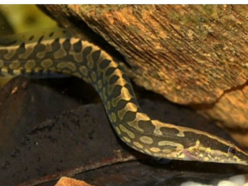 Мастацембелус