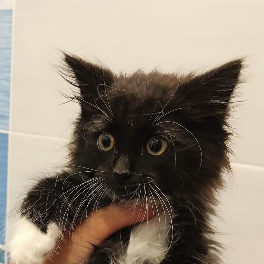 Нафаня ищет дом