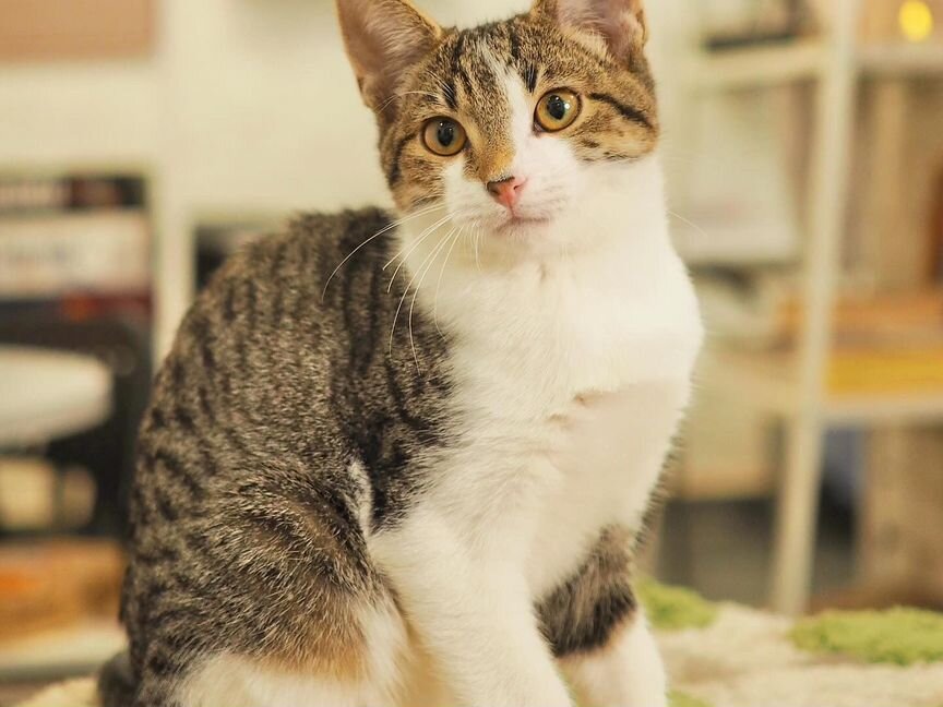 Котята бесплатно