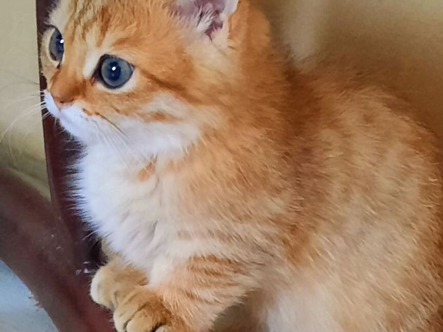 Кот манчкин