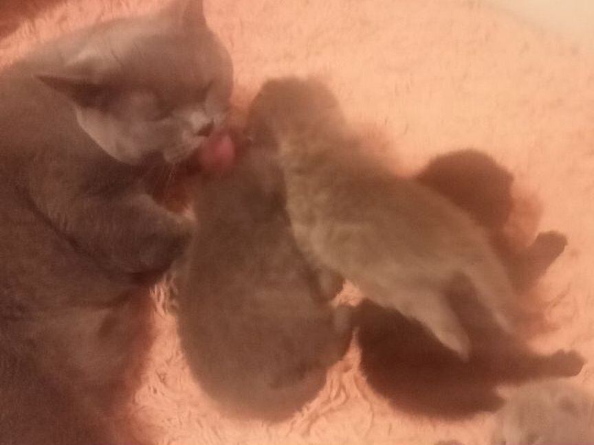Британские котята