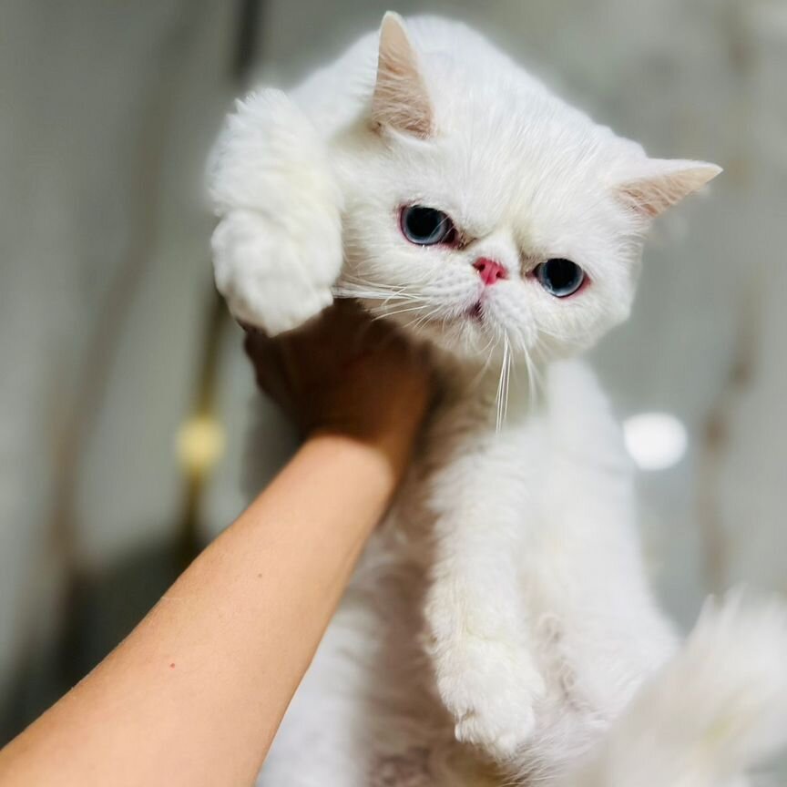 Экзотический мальчик