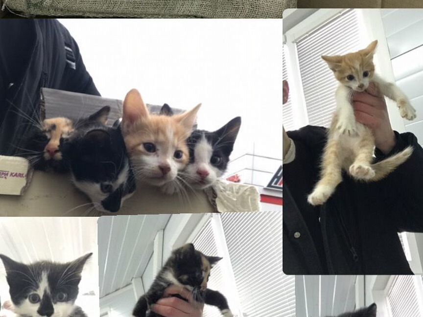 Раздаю котят